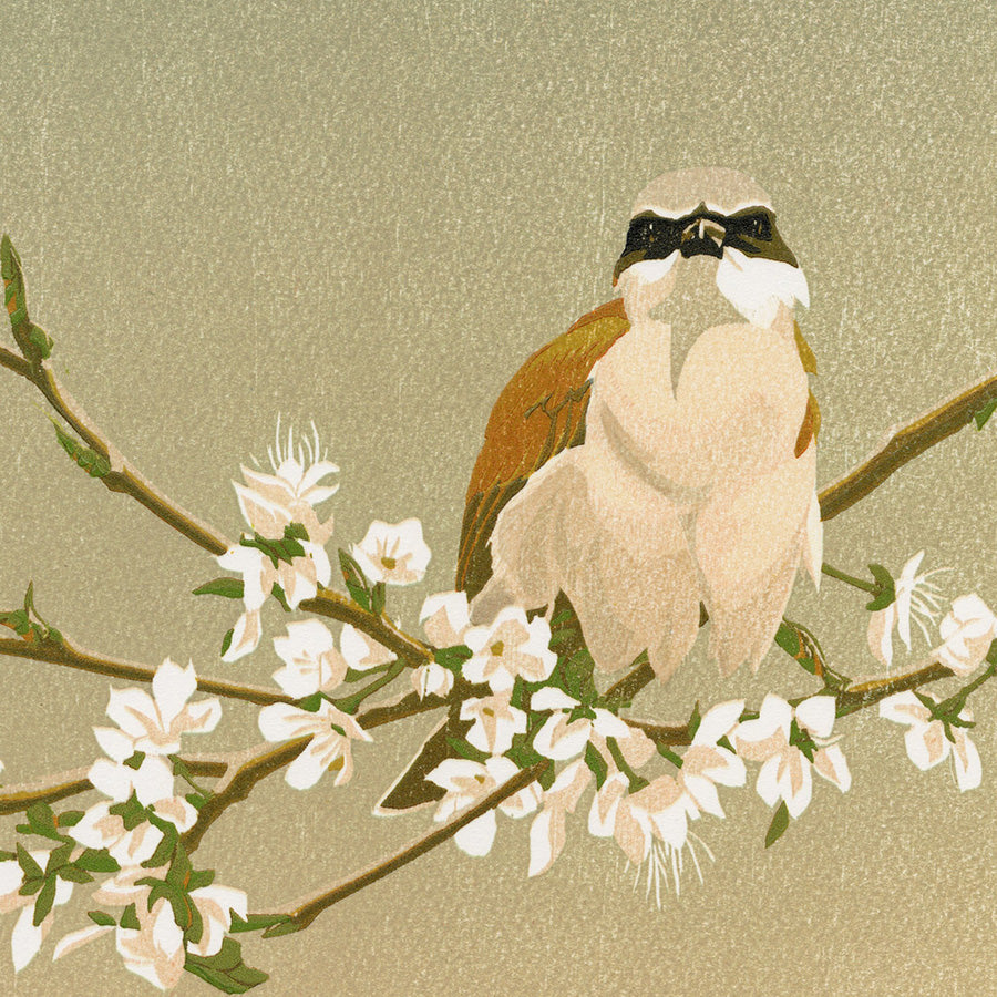 Erik VAN OMMEN - Gray Shrike - Grauwe Klauwier - color woodcut — Armstrong Fine Art