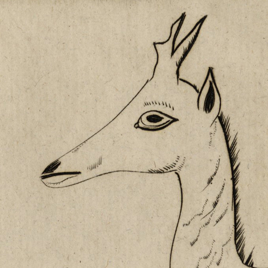 Joseph Hecht - Head of a Young Deer - Engraving on laid paper, 1928 ...
